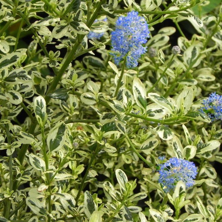 Ceanothus impressus Cool Blue - Hardy Variegated Victoria Ceanothus ...