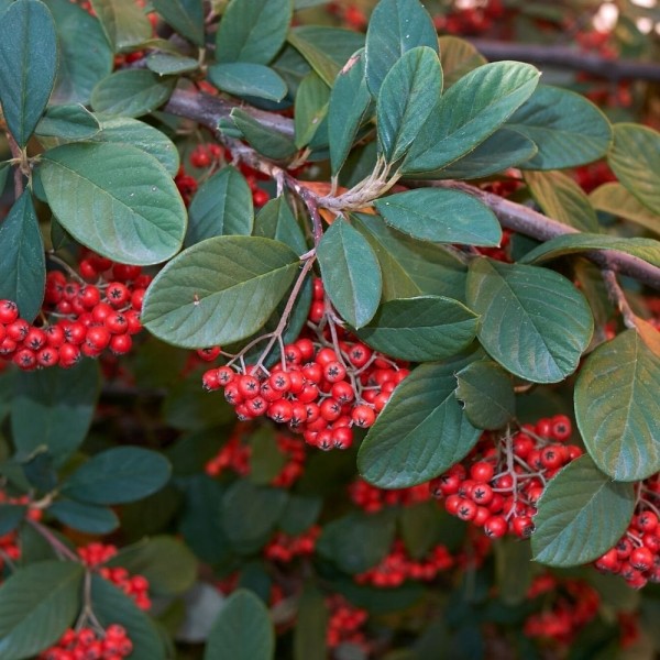 Cotoneaster shrubs for sale | Buy Cotoneaster plants UK delivery