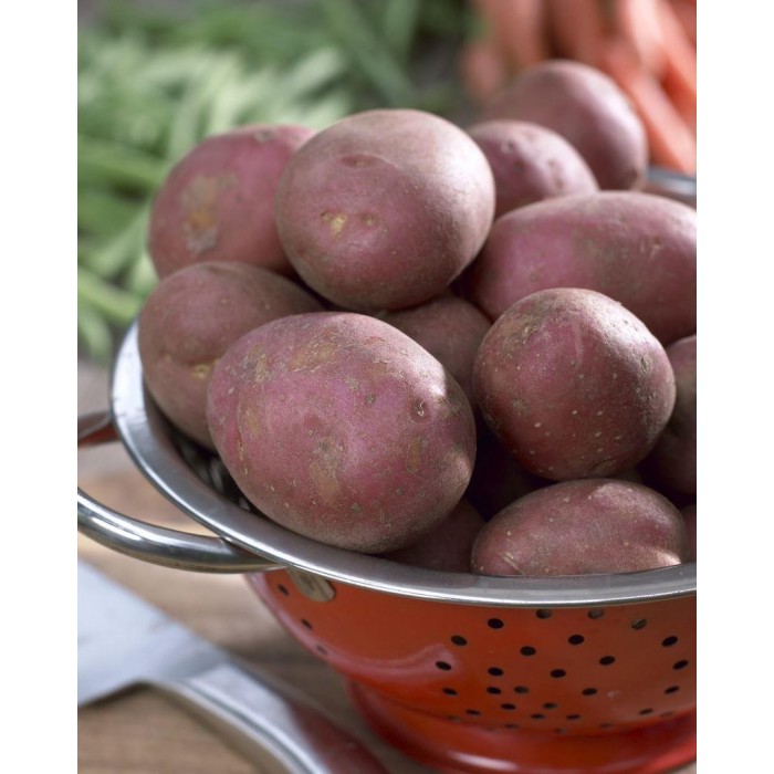 Maxine - Main Crop Seed Potatoes - Pack of 10