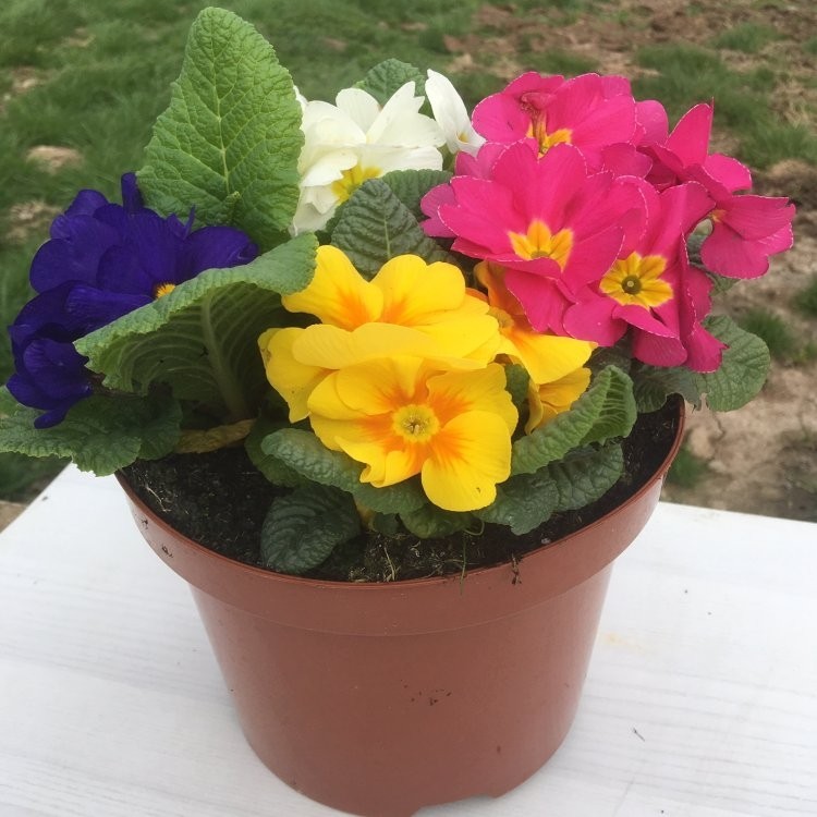 Primrose Planter - Instant Spring Colour Primula Pot