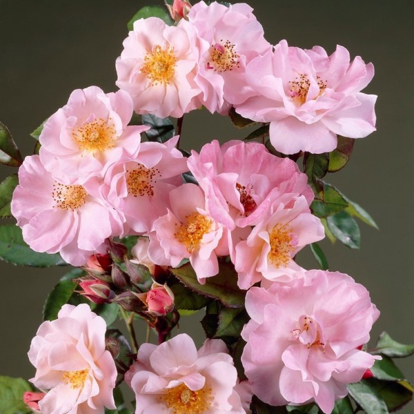 Page 3 | Climbing Roses for Sale UK | Gardening Express