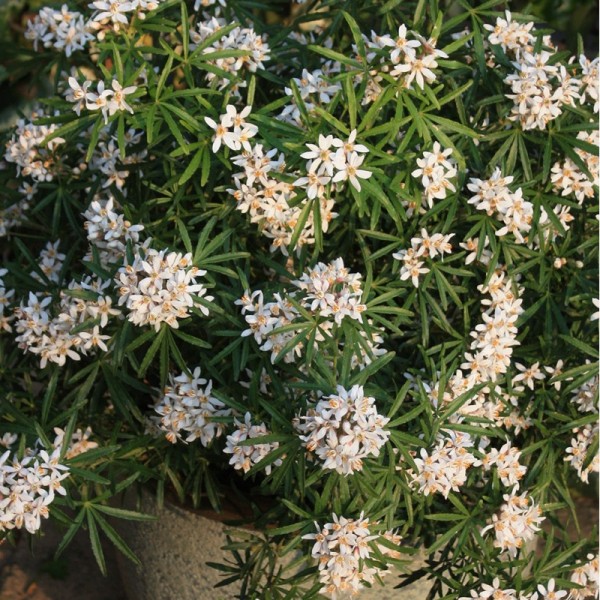 Choisya shrubs - Mexican orange Blossom | Buy Choisya plants