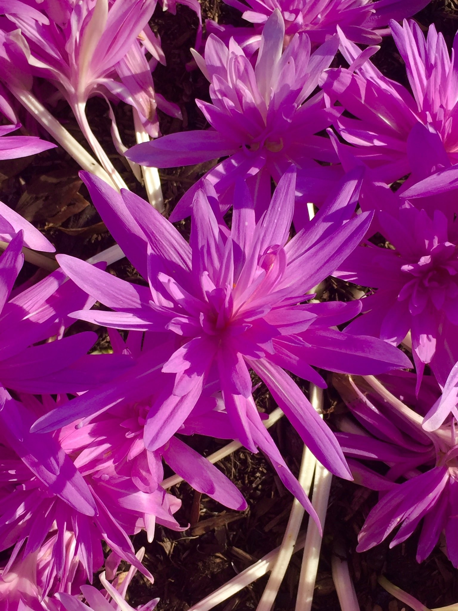 Colchicum 'Water Lily' - Double Flowered Autumn Crocus Bulb