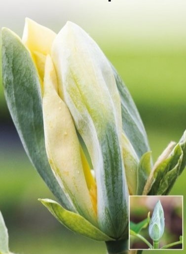 Magnolia acuminata Blue Opal - Blue Budded Tulip Tree