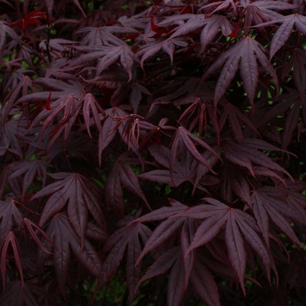 Page 2 | Acers | Japanese Maples for sale | Japanese Acers UK