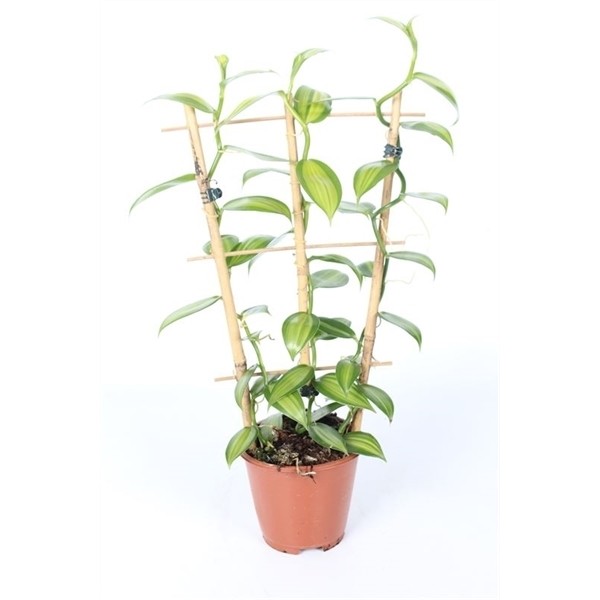 VARIEGATED Vanilla Orchid Plant - Vanilla planifolia - Madagascar ...