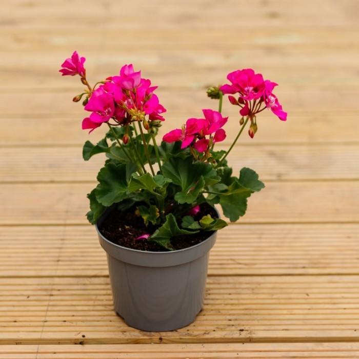Geranium Toscana Bright Hot Pink