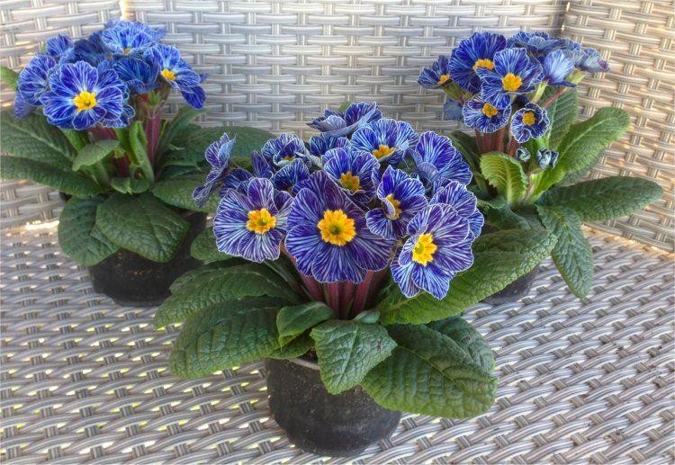 Primrose Blue Zebra - Zebra Blue Primula Plants