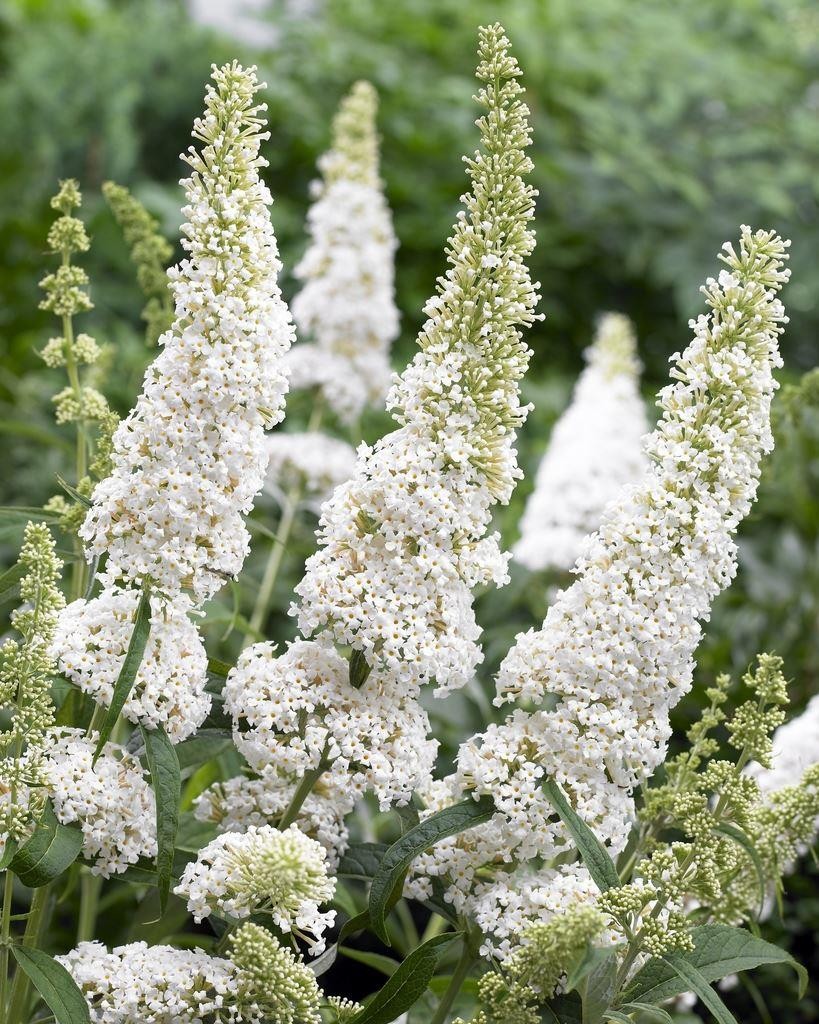 Buddleja davidii White Profusion - White Butterfly Bush Buddleia