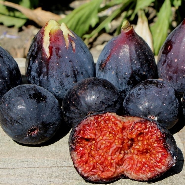 Fig - Ficus carica Sultane