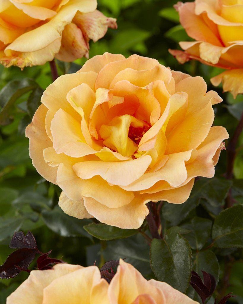 Rose Whisky Mac - Hybrid Tea Rose