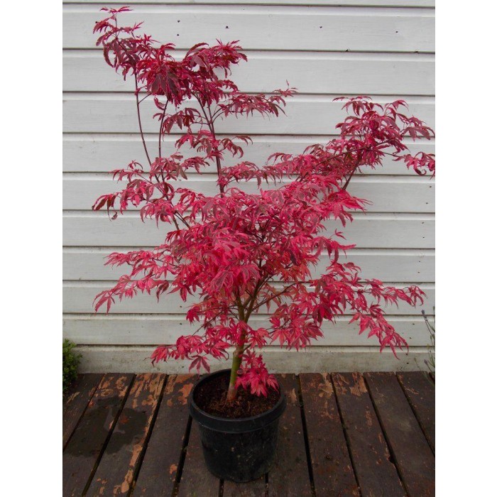 Acer palmatum Pink Passion - Striking Japanese Maple Shirazz