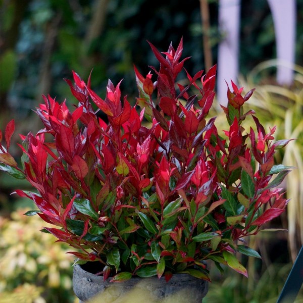 Leucothoe axillaris Curly Red - Unique Twisted Evergreen Foliage