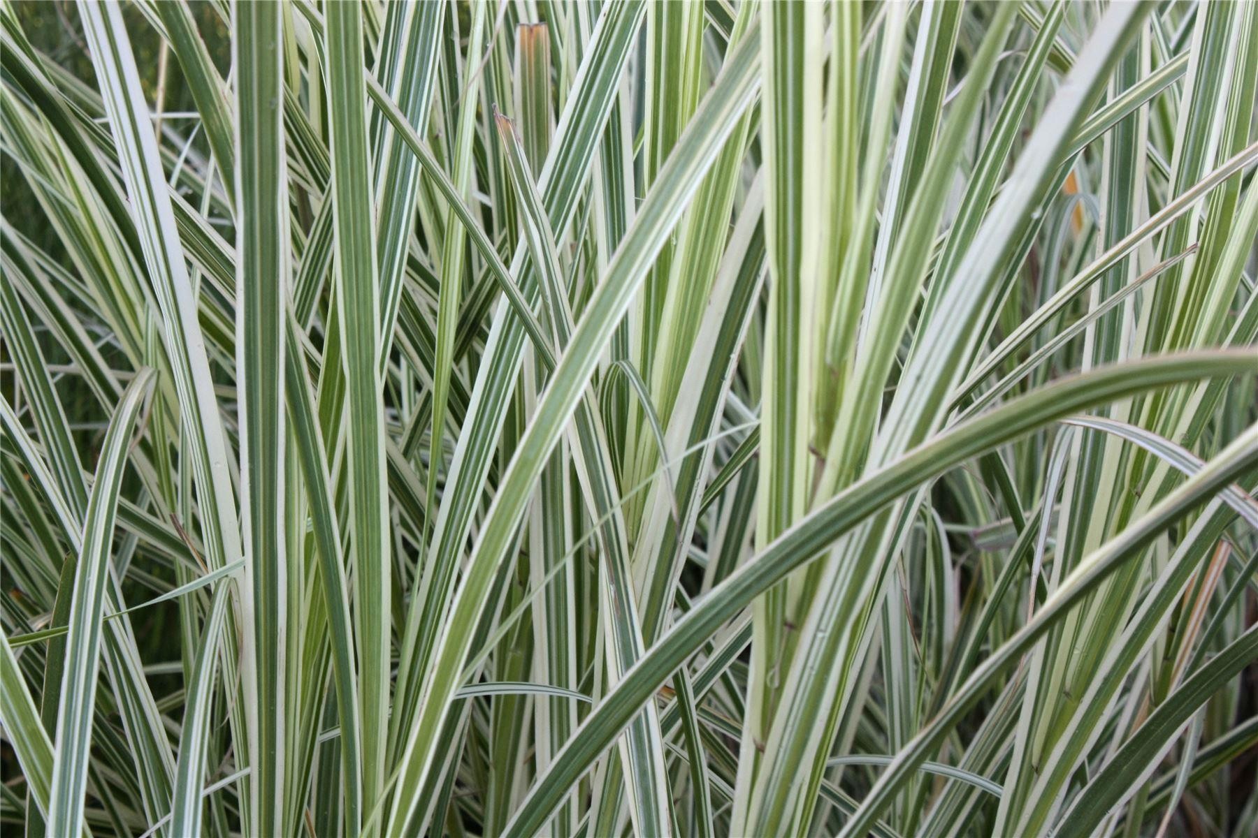Miscanthus sinensis Variegatus - Japanese Silver Grass