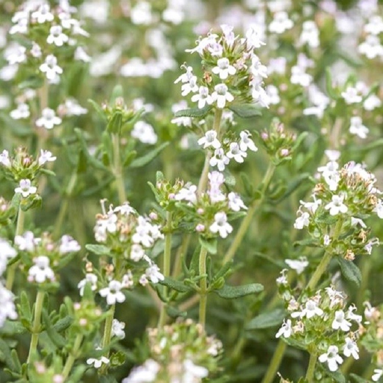 Herb - Thymus vulgaris 'Faustini' - Thyme