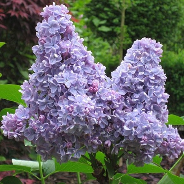 Lilac trees | Syringa | Buy Lilac shrubs online UK