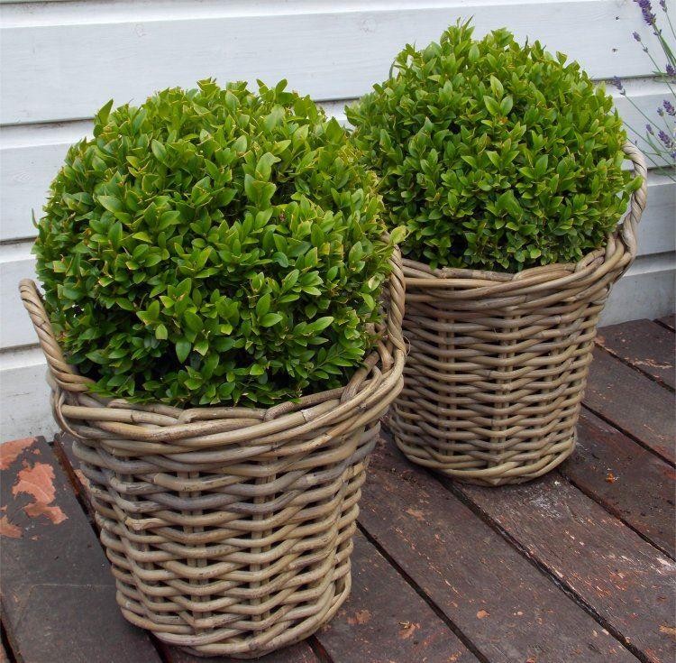 Pair of Topiary Box Balls with Stylish Cane Baskets - Perfect for Patios