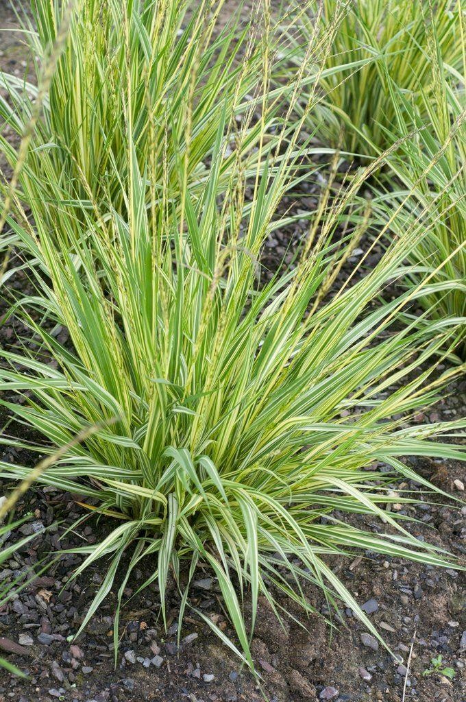 Molinia caerulea variegata - Pack of THREE
