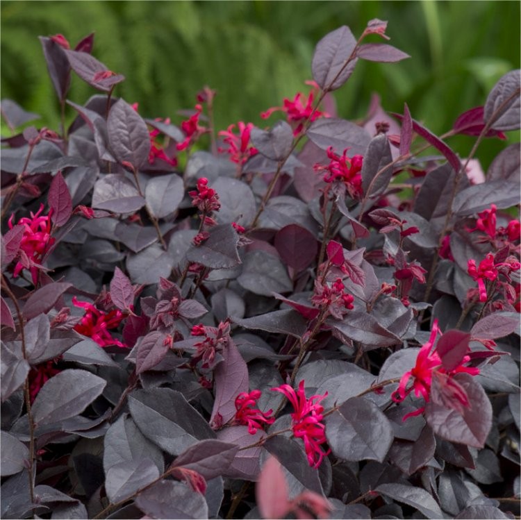 Loropetalum chinensis Ever Red (Chang Nian Hong) - Chinese Witch Hazel