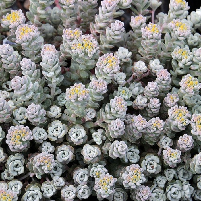 Hardy Succulent Sedum Collection - Pack of FIVE Evergreen Hardy Plants ...