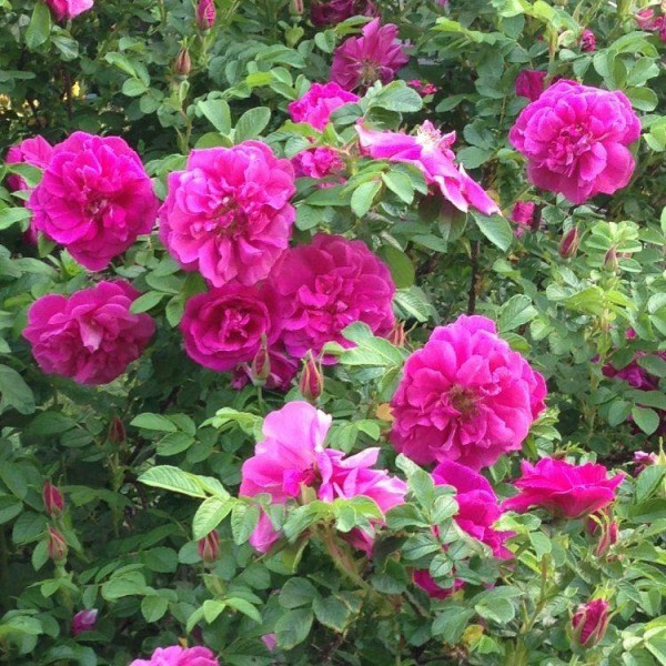 Page 5 | Gardening Express - Roses - Bush and Shrub Roses