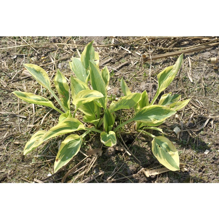 Hosta 'Angelique' - Pack of 3 Bare Root