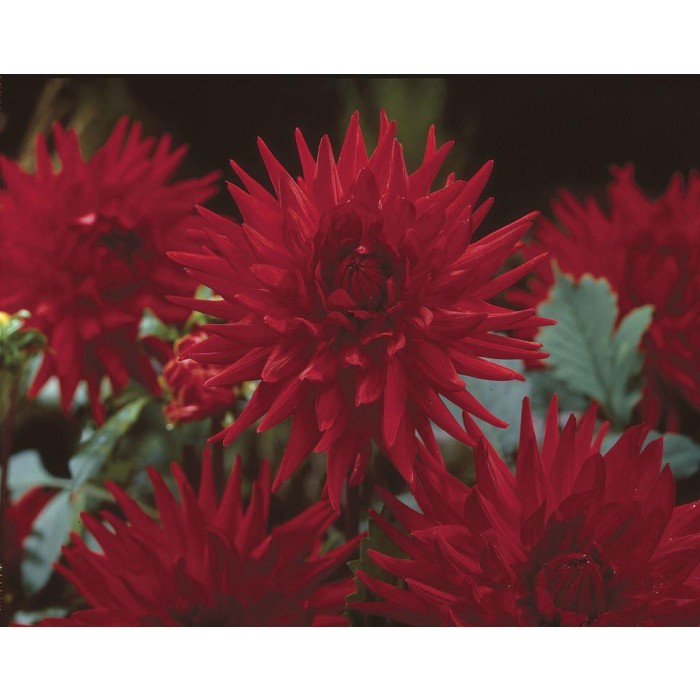 Dahlia Red Pygmy