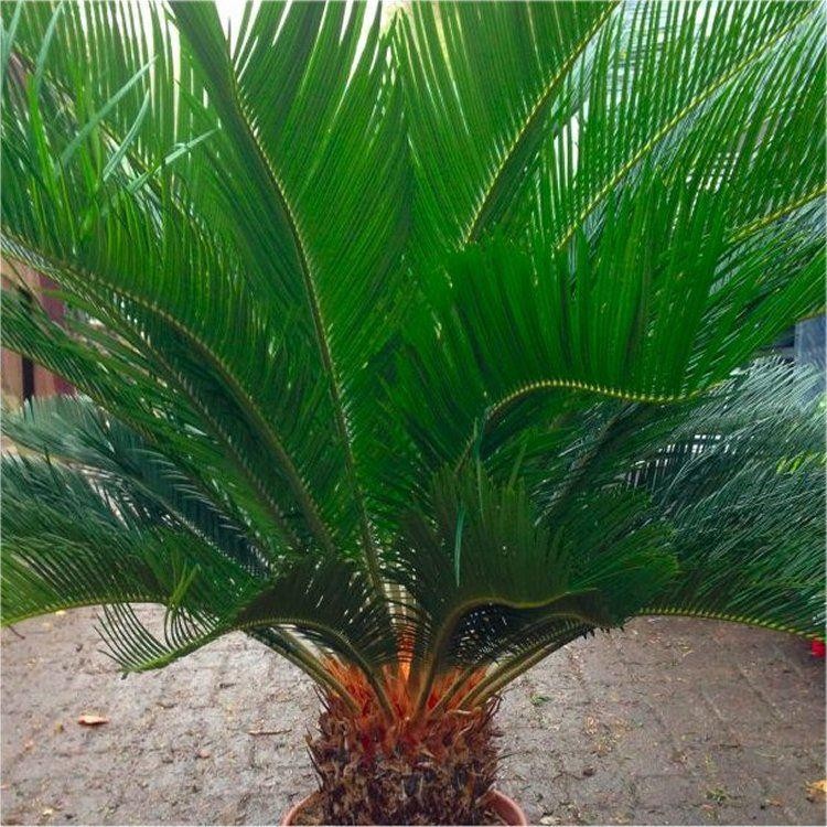 HUGE GIANT Cycad - Cycad revoluta - EXTRA LARGE Specimen King Sago Palm ...