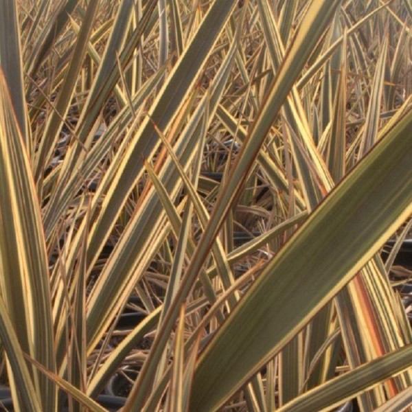 Buy Phormium plants online | Phormium shrubs for UK delivery
