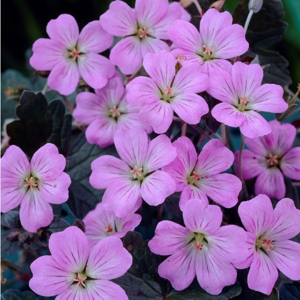 Hardy Geraniums