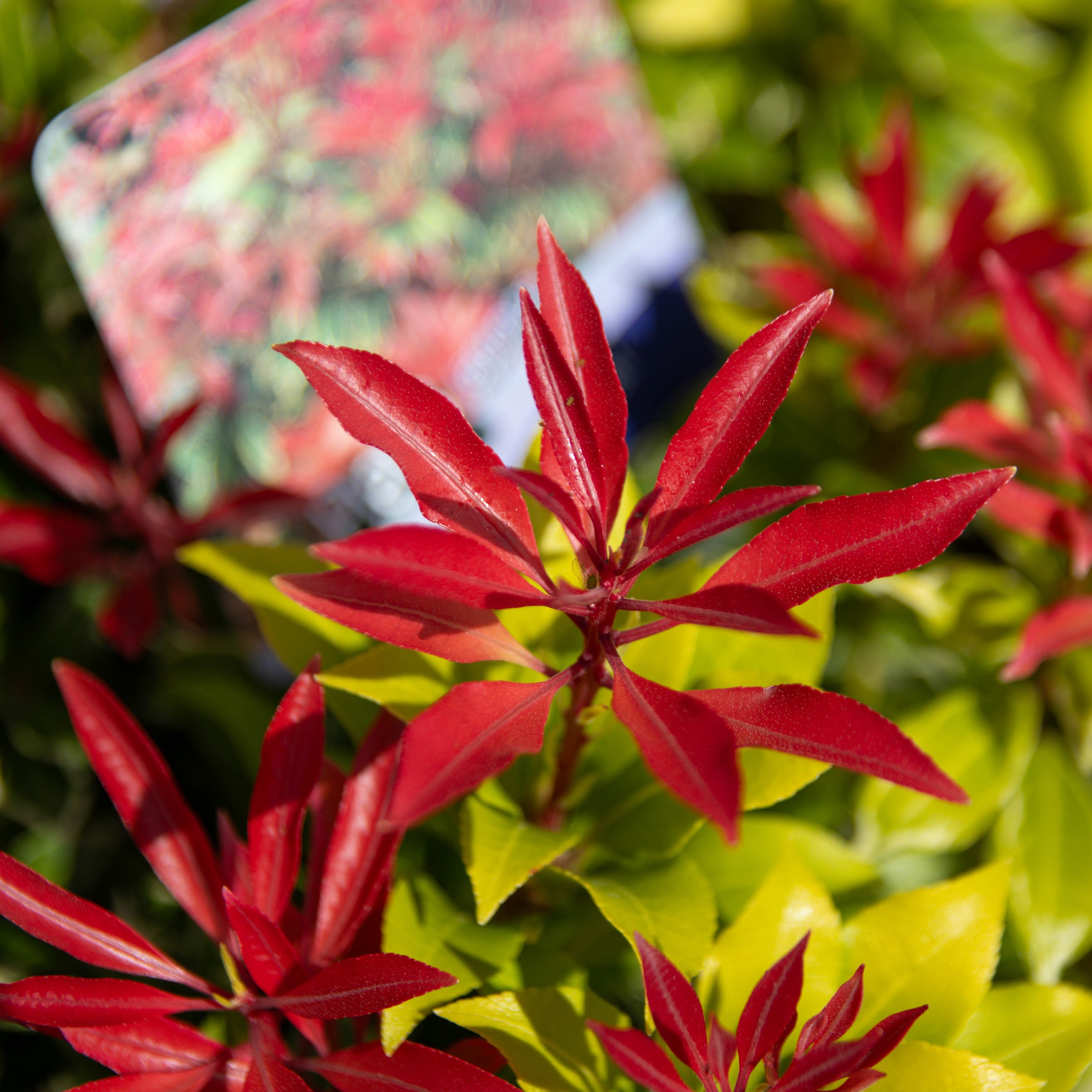 Pieris Carnival - Evergreen Shrubs - Pack of THREE Plants