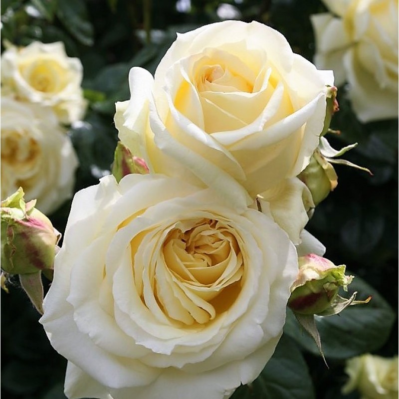 Large 6-7ft Climbing Rose Elfe