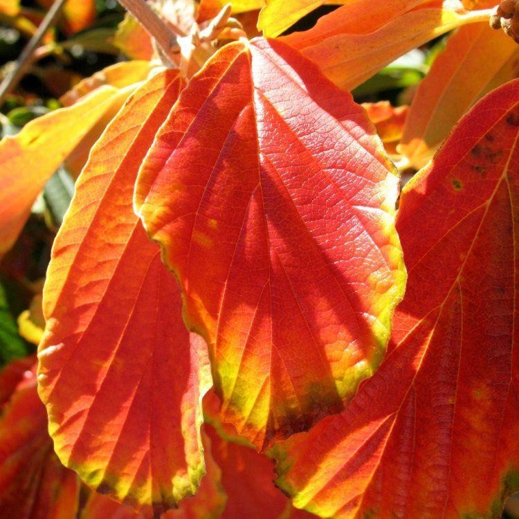 Hamamelis - Pair of Winter Flowering Witch Hazels in Red & Gold