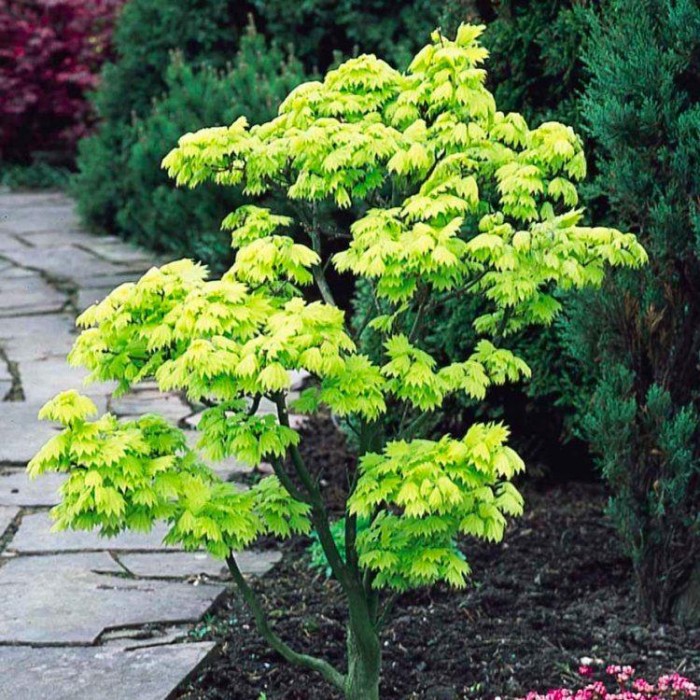 Acer Shirasawanum Aureum Golden Leaf Full Moon Japanese Maple