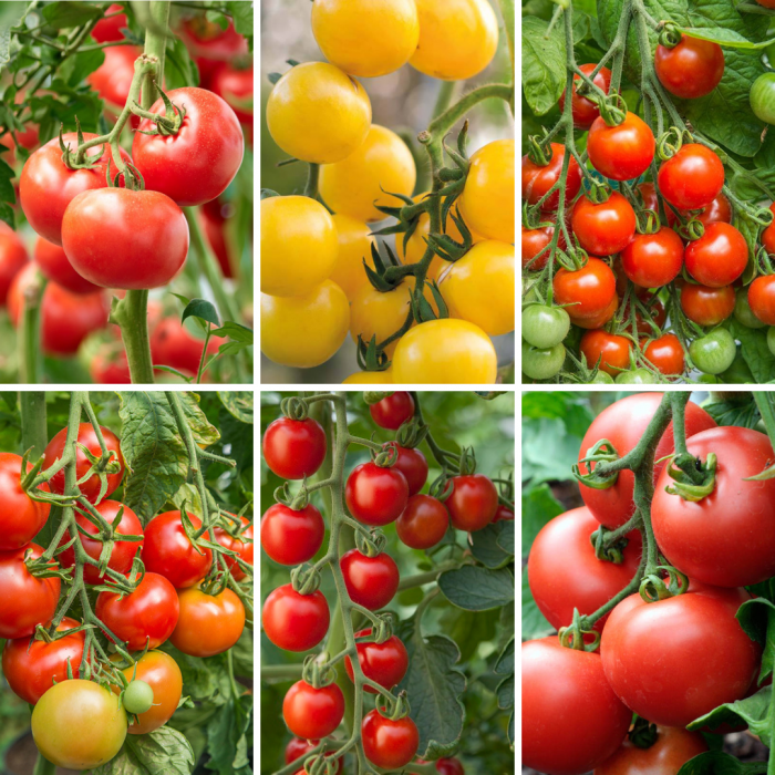 Traditional Tomato Collection - Pack of SIX Plants