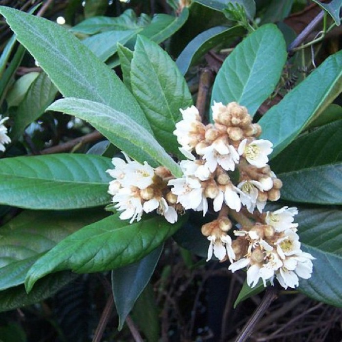 Eriobotrya japonica - Japanese Loquat