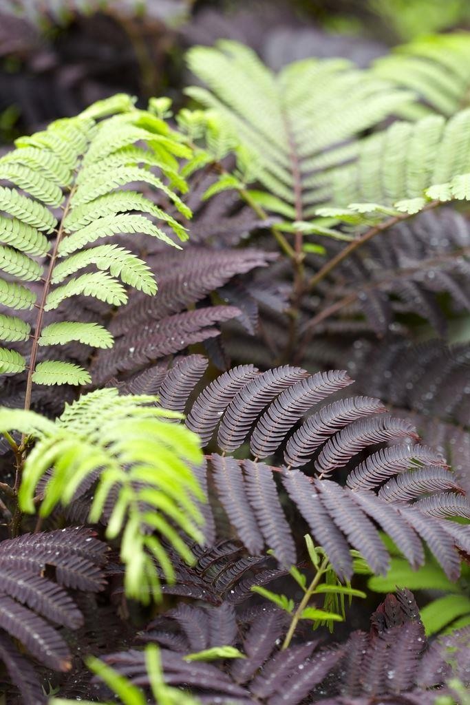 Albizia julibrissin Summer Chocolate - Purple Silk Tree