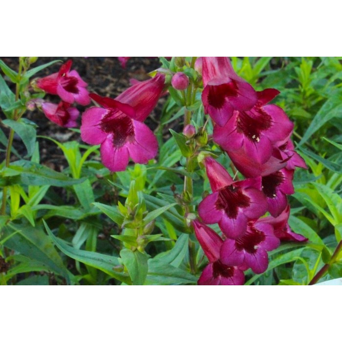 Penstemon 'Rich Ruby'