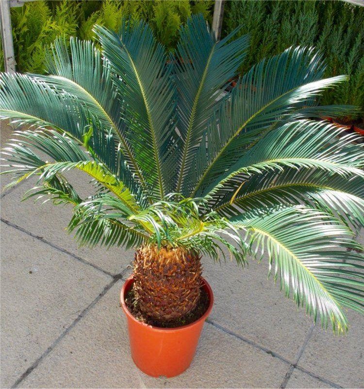 Giant Cycad - Cycas revoluta - King Sago Palm Tree Specimen - 60-80cm