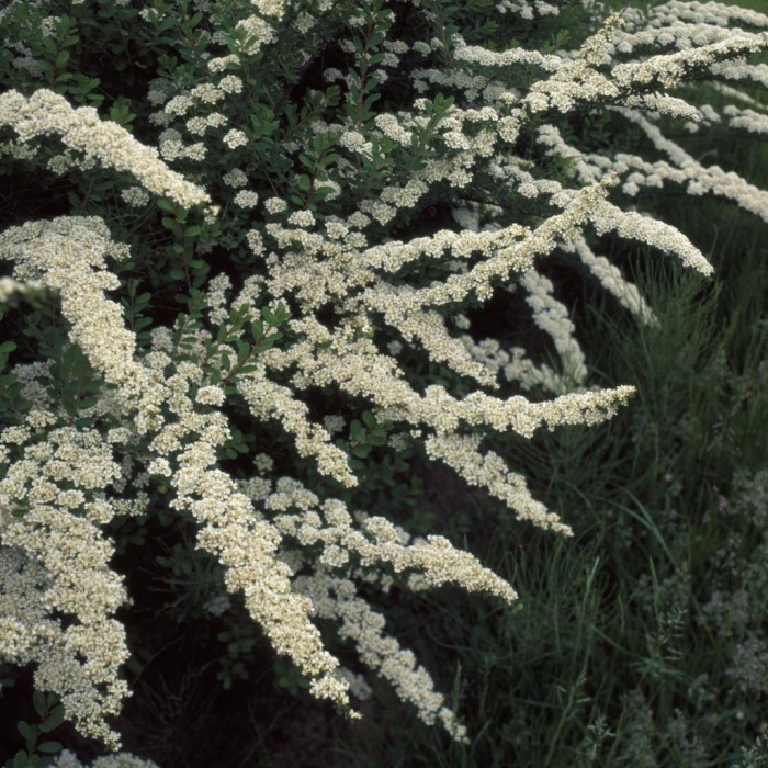 WINTER SALE - Spirea nipponica Snowmound - Snow mound Spiraea