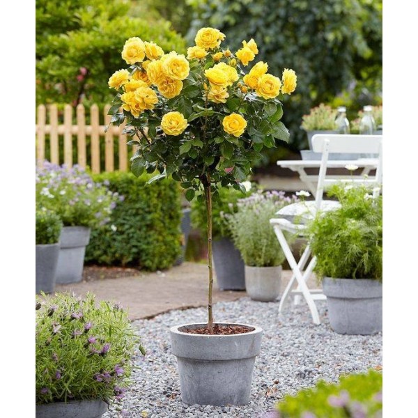 Rose Trees - Patio Standard Rose Trees - Gardening Express
