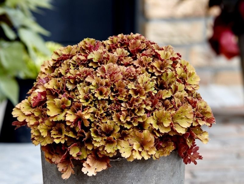 Heuchera Frilly