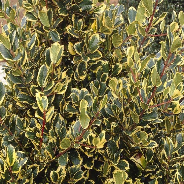 Ilex Golden King - Female Golden Variegated Holly