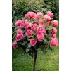 Large Standard Rose Tree 'Queen Elizabeth Rosa' - circa 150cms tall