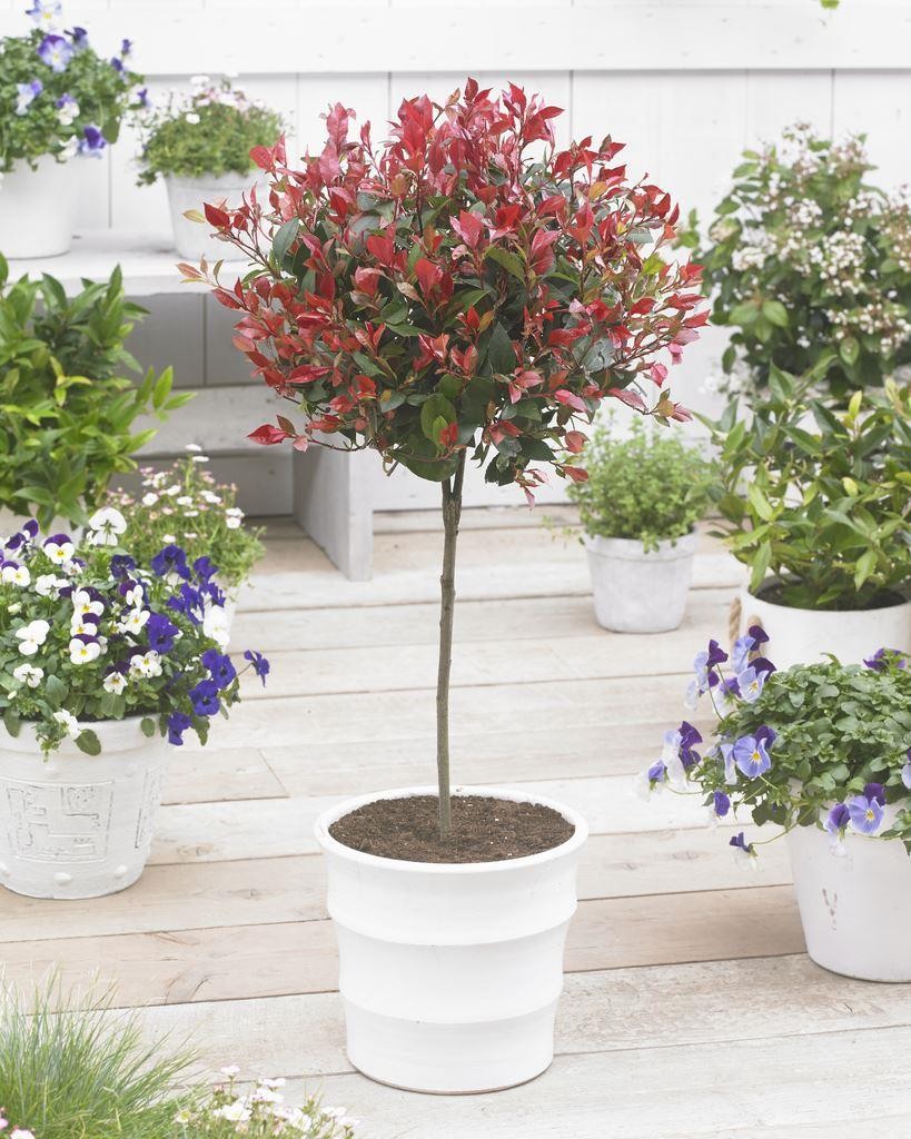 PAIR of Evergreen Photinia Little Red Robin Trees - 140-160cm SPECIMEN ...