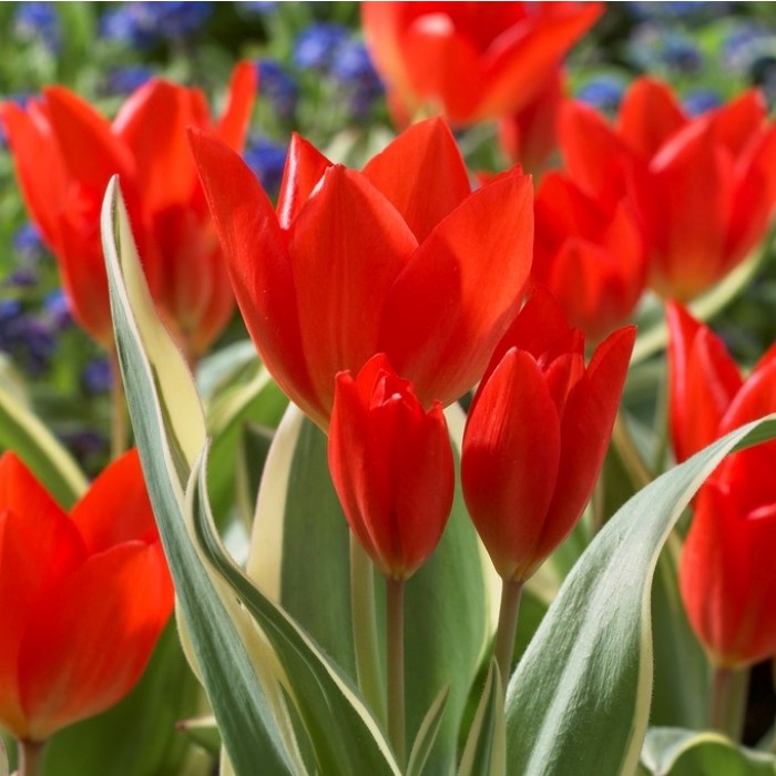 Tulip Praestans Unicum - Pack of 12 Bulbs