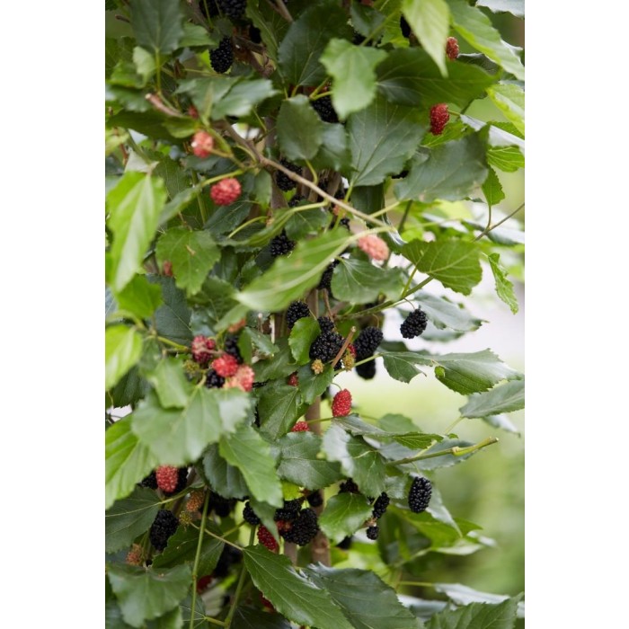 Black Mulberry Patio Tree - Morus rotundiloba Mojo Berry circa 100cms