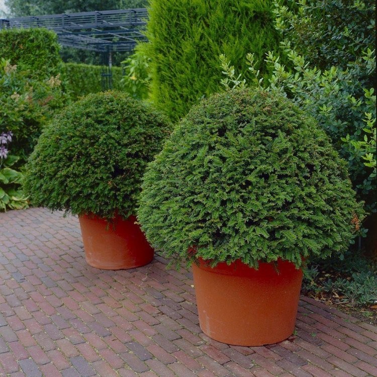 English Yew Topiary Ball - Taxus baccata - Small