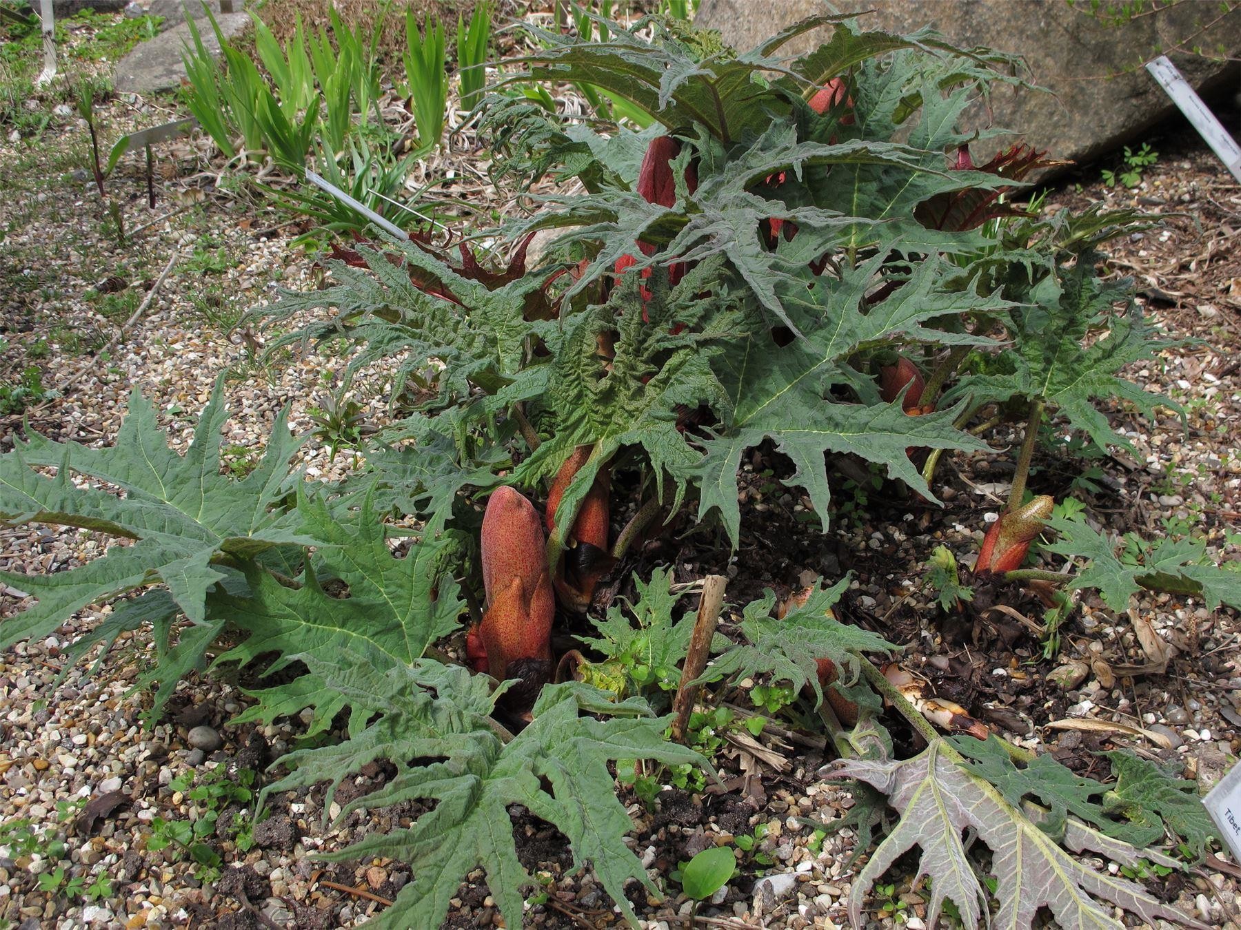 Rheum palmatum tanguticum Select Red - Ornamental Rhubarb