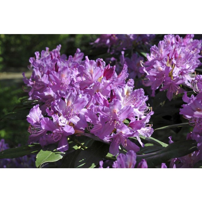 Rhododendron ponticum Impeditum